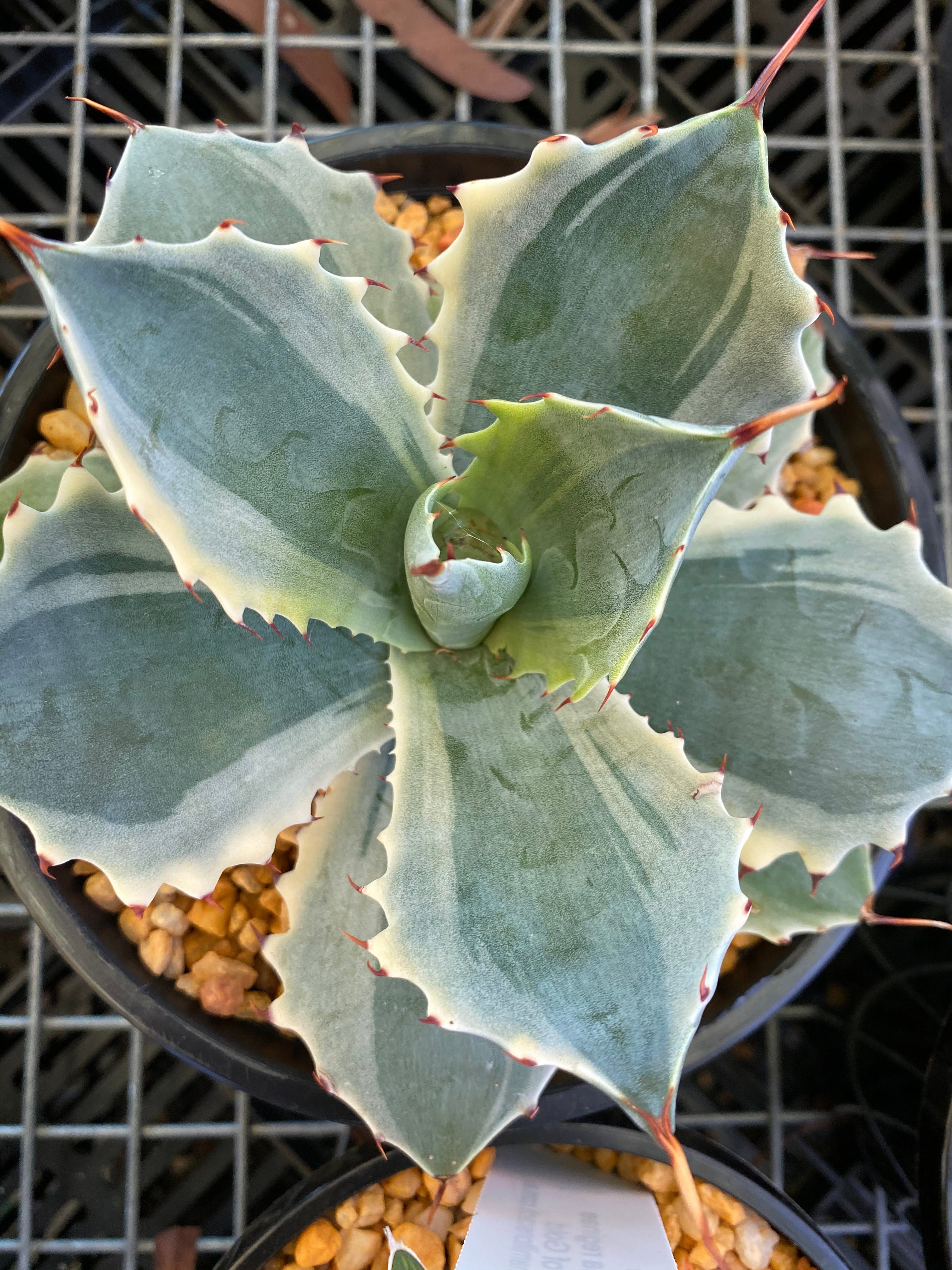 Agave Ikari Raijin Nishki | Hamilton's World of Cacti