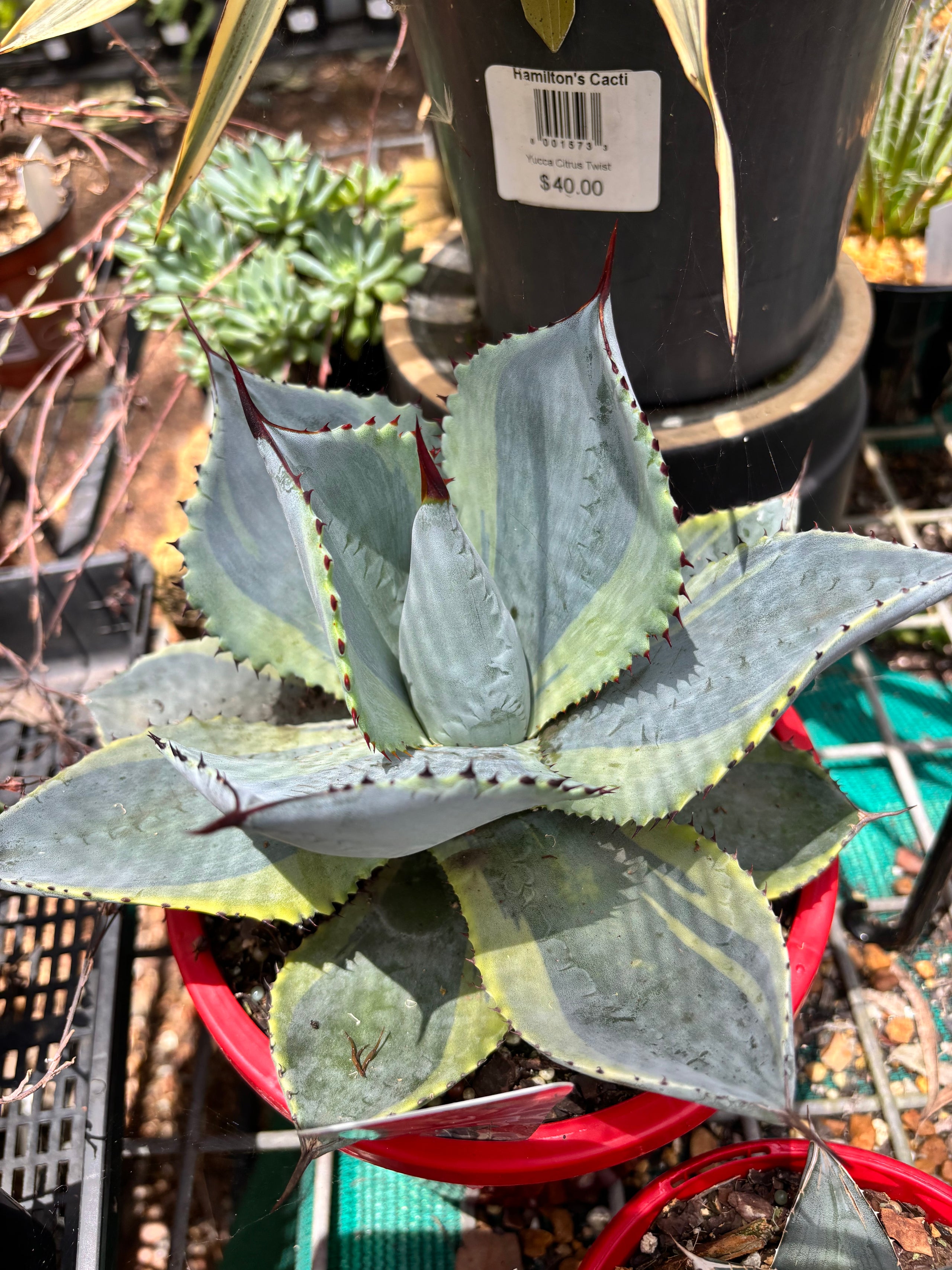 Agave Dorado | Hamilton's World of Cacti