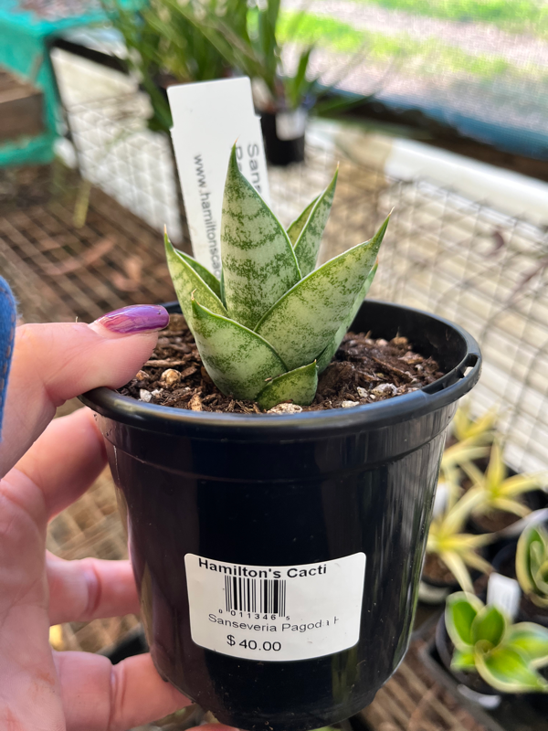 Sansevieria Pagoda hybrid | Hamilton's World of Cacti